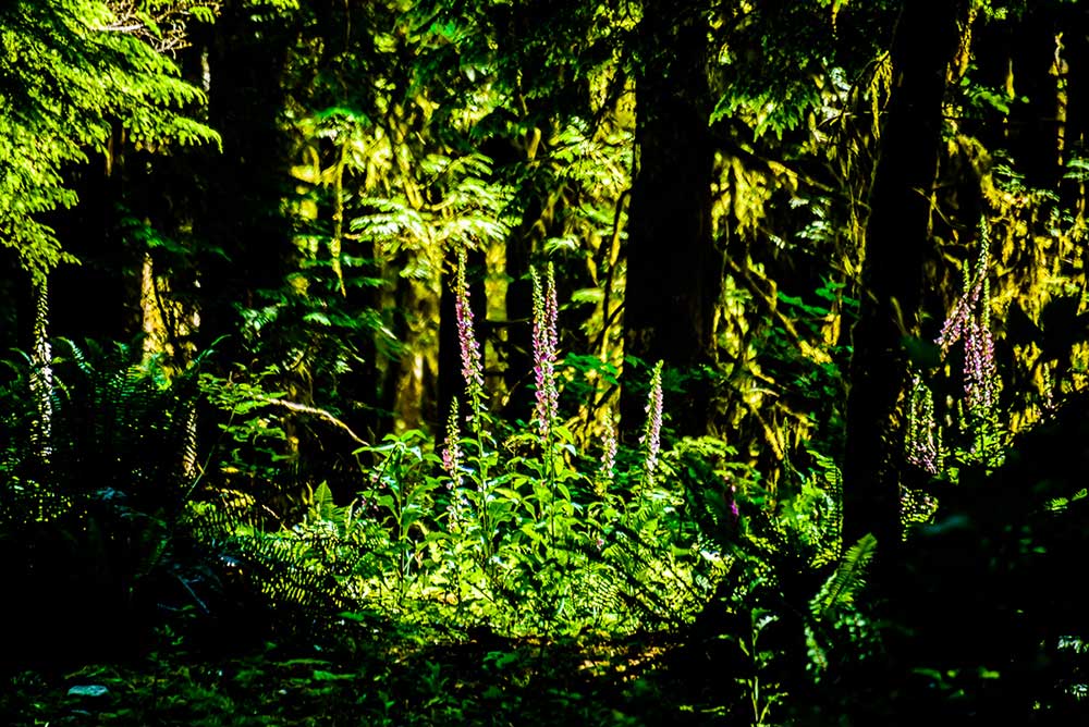 Ocean and Forests – West Coast Wilderness Lodge