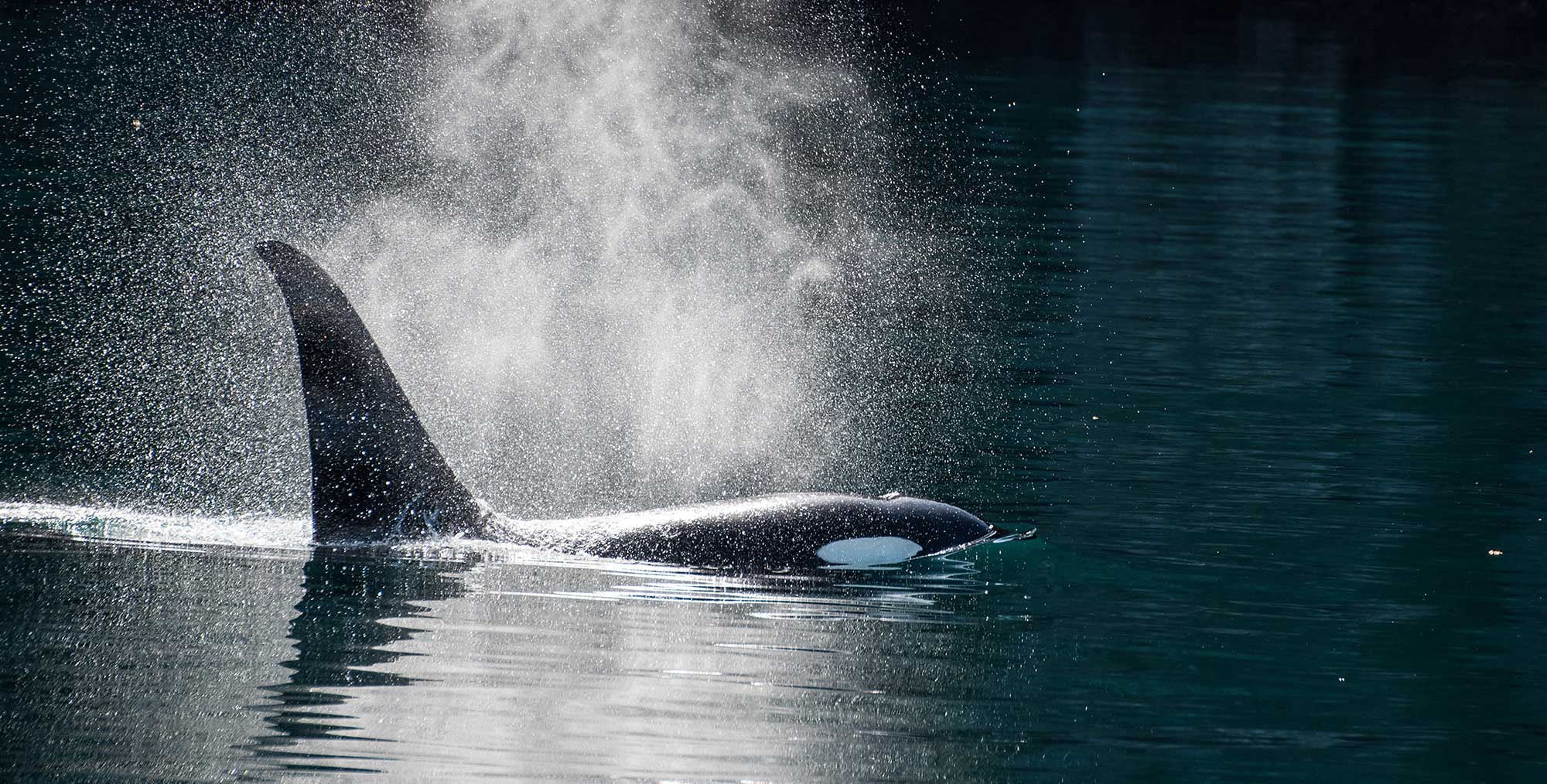 Ocean and Forests – West Coast Wilderness Lodge